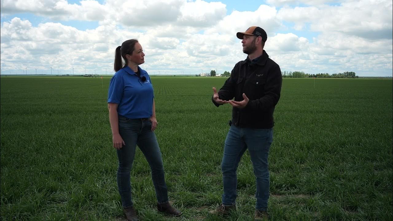 Wheat School: From field to yield through on-farm trials - YouTube