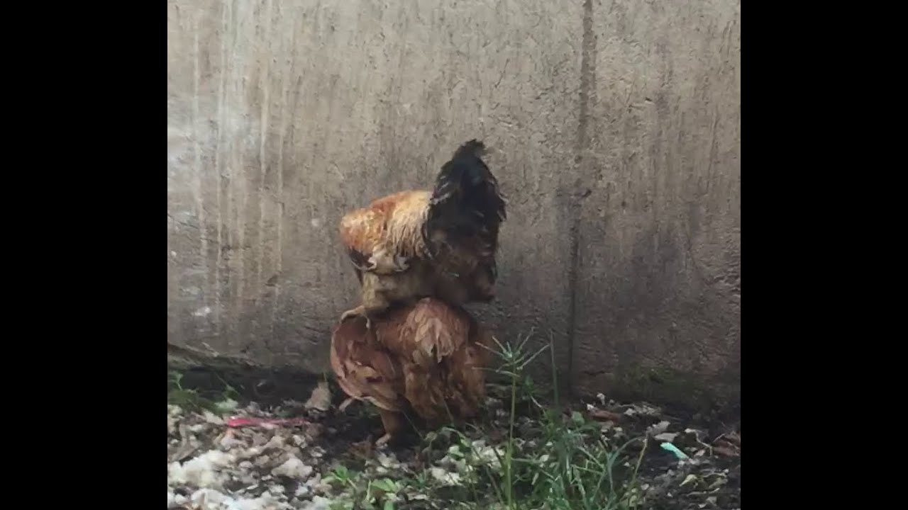 African Rooster mating in the backyard 720p - YouTube