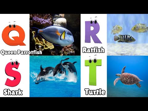 Sea Animals ABC Song for Kids | Phonics for Kids | Alphabet Letters ...