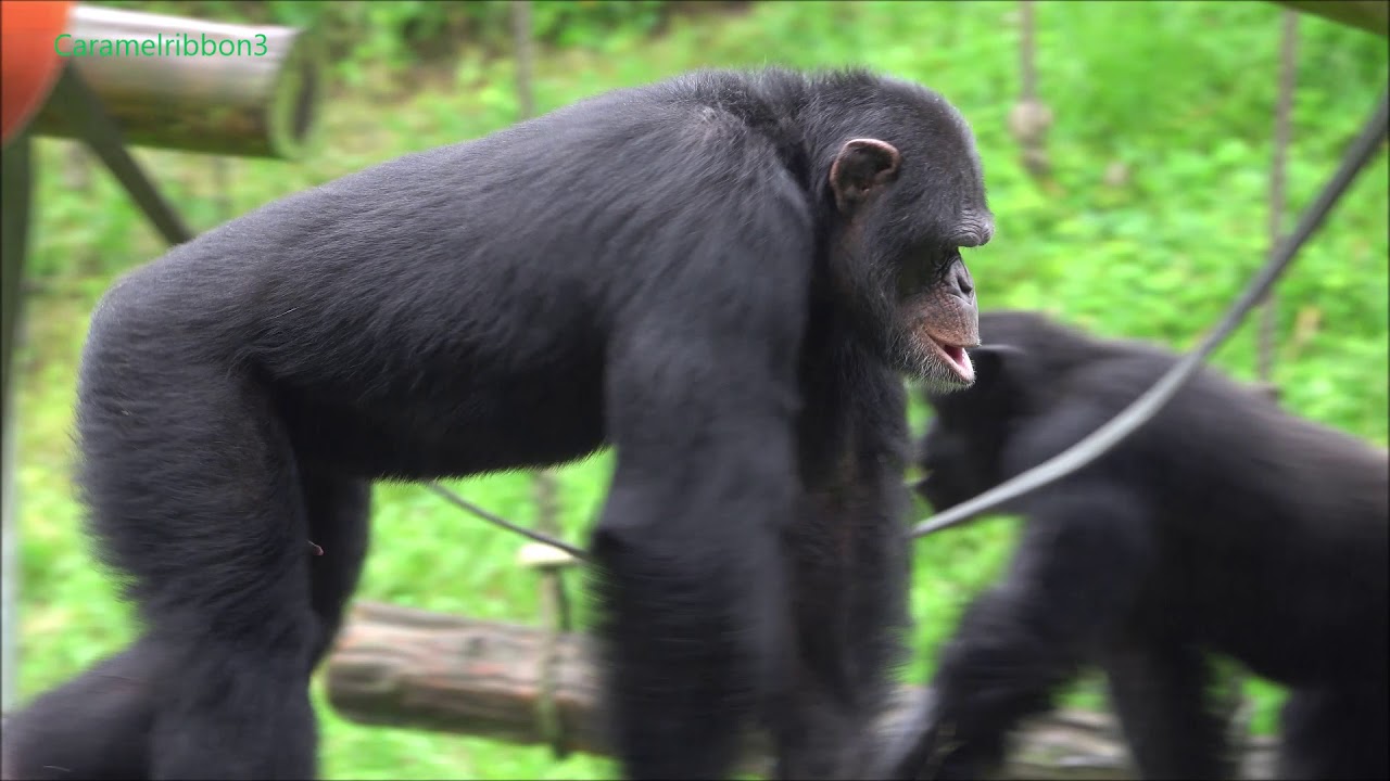 July 2020 Tama zoo chimps, Gin cries out with upset - YouTube
