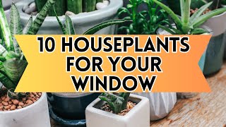Top 10 Houseplants For Your Windowsill