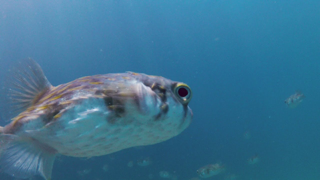 Huge Globefish (Fugu or Pufferfish) school Southern Ocean - YouTube