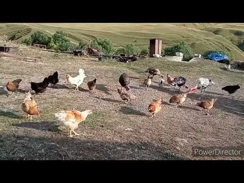 TOYUQLARA H VAKSI NE VAXT VURULUR VE ƏTINI NE VAXT YEMEK OLAR