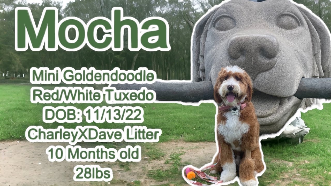 How Many Tricks Can A Goldendoodle Learn By 10 Months Old ...