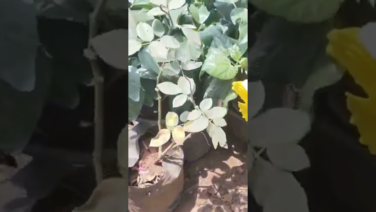 Mukesh Nursery | Plant Nursery Borivali West | kora kendra plant ...