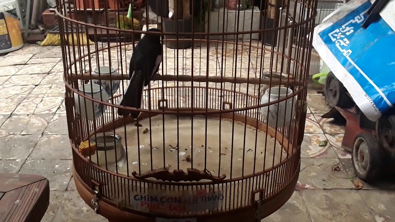 Chim con để bàn hót ,búng tay đấu hót.chưa cắn tay.chim dữ.chon nguyen ...