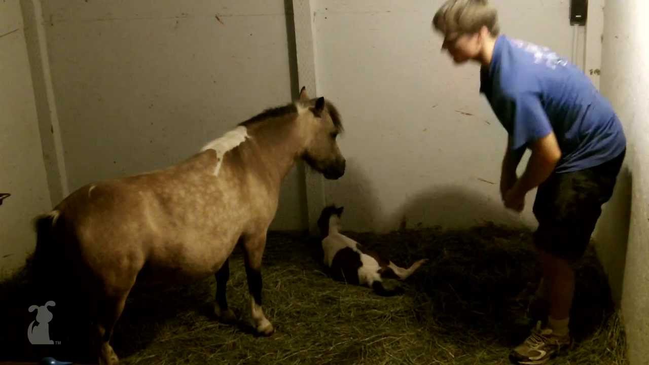 Live Birth Of A Cute Miniature Horse - The 2nd Hour - YouTube