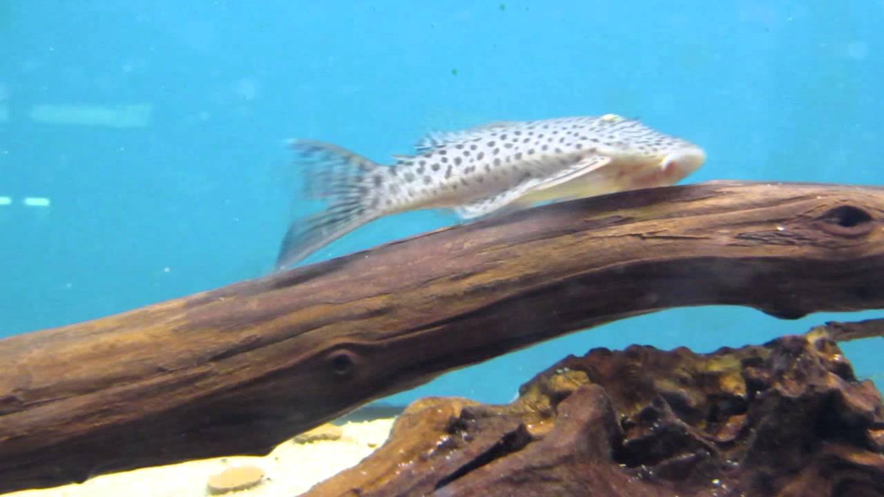 FANTASY AQUATICS - Chaetostoma formosa (L187b Spotted bulldog pleco ...