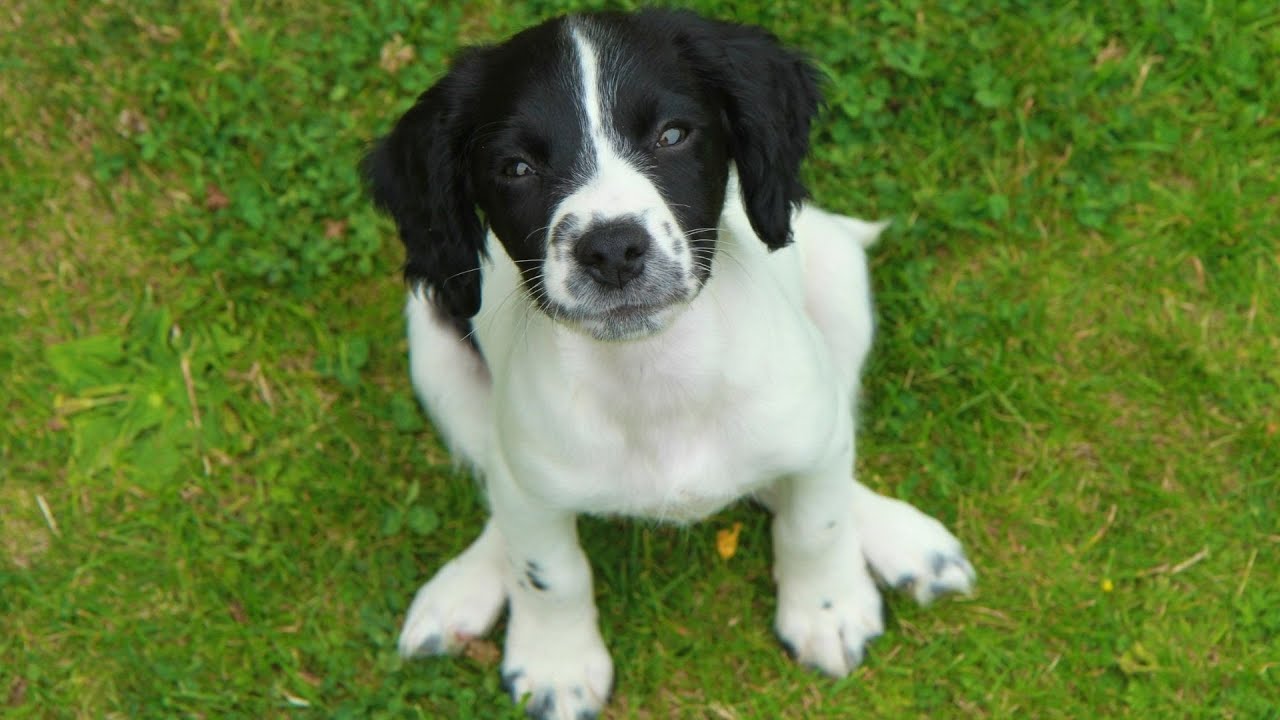 Managing Shedding in English Springer Spaniels - YouTube