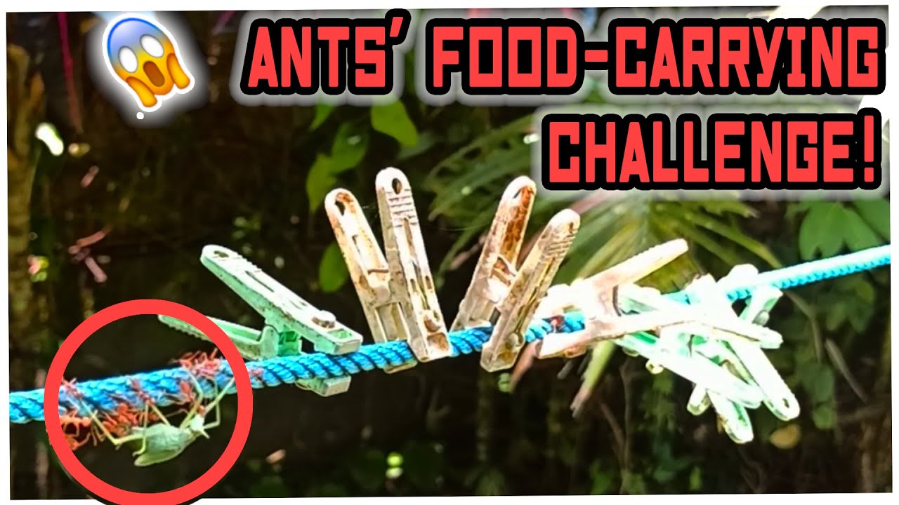 Ants’ Food-Carrying Obstacle Challenge MV! | Tree Climbing & Tightrope ...