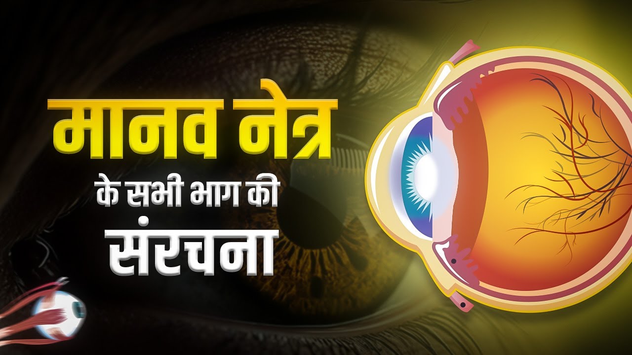Manav Netra Ke Sabhi Bhag Ki Sanrachna 👁️ | Aao Samjhe Eye Ki Sanrachna ...