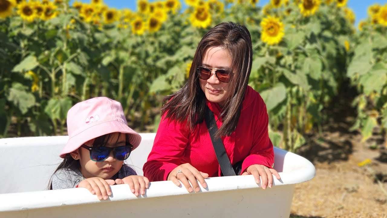 pingles farm Sunflower apple and pumpkin - YouTube