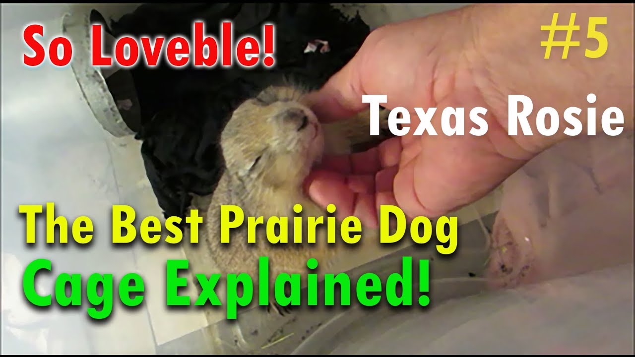 Prairie Dog Texas Rosie - Cage Enclosure explained #5 - YouTube