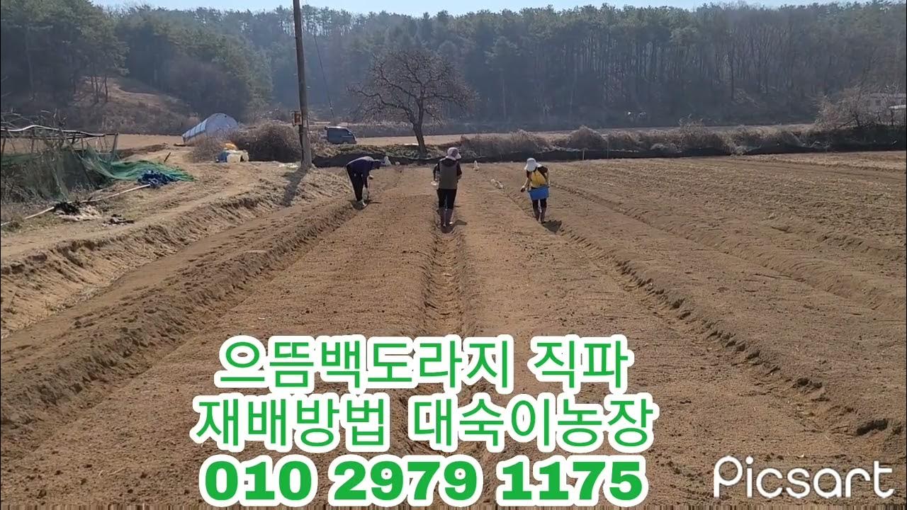 으뜸백도라지 재배 대숙이농장 Youtube