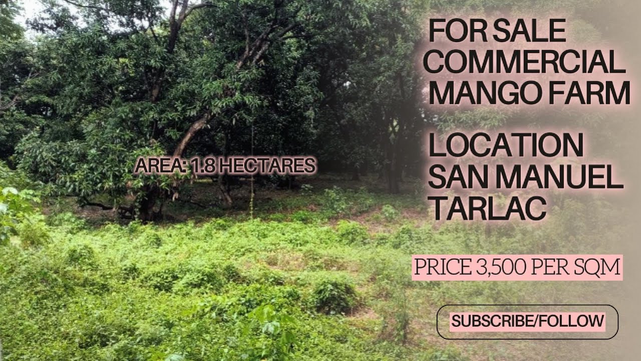(V358) 1.8 HECTARE COMMERCIAL MANGO FARM, PRICE 3,500 PER SQM, LOCATION ...