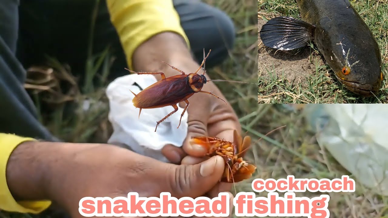 cockroach fishing snakehead fish catch murrel fish india fishing # ...