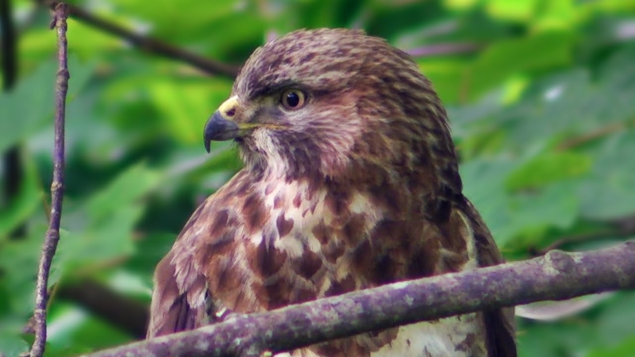 Buzzard Bird of Prey Close Up Hunting at Tehidy Woods - Chasse de Buse ...