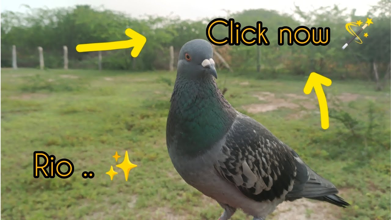 rio .. click now | rio tha pigeon| miss you liya | tamil | pigeon - YouTube