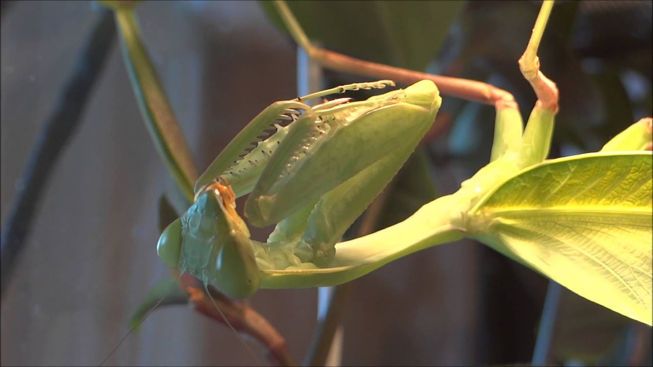 praying mantis close-up head and raptorial legs / Gottesanbeterin ...