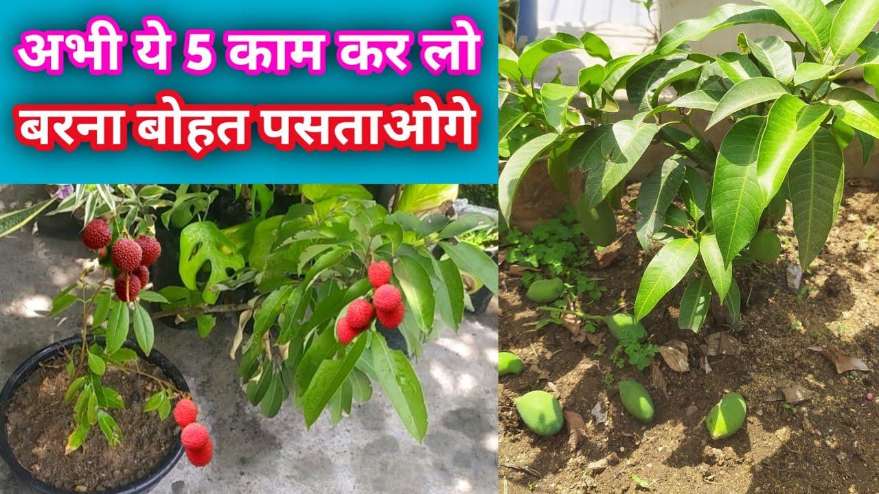 How to get lots of Fruit in Mango & Lychee Plant in Pot - YouTube