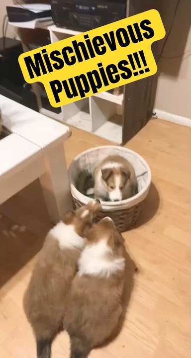 Puppy in a Basket?! Mischievous And Clumsy Puppies! - YouTube