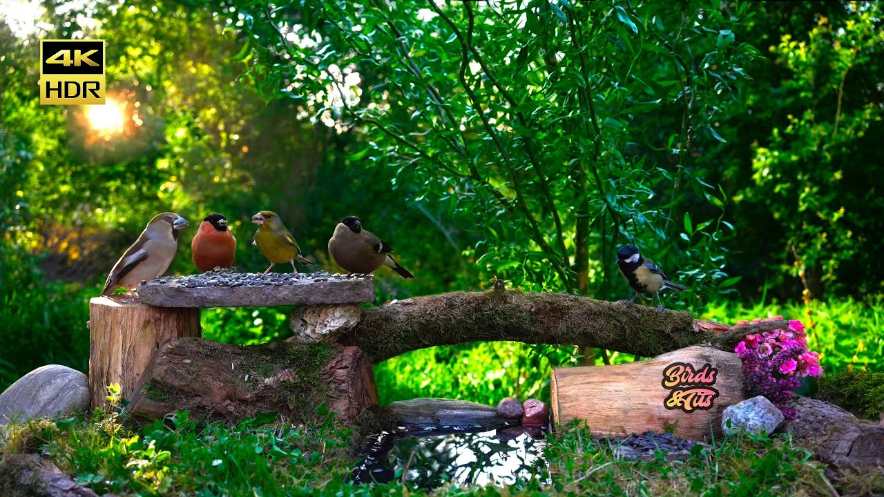 Birds for Cats to watch: Cat tv 😻 Amazing Birds at Natural Feeder 🐦 4K ...