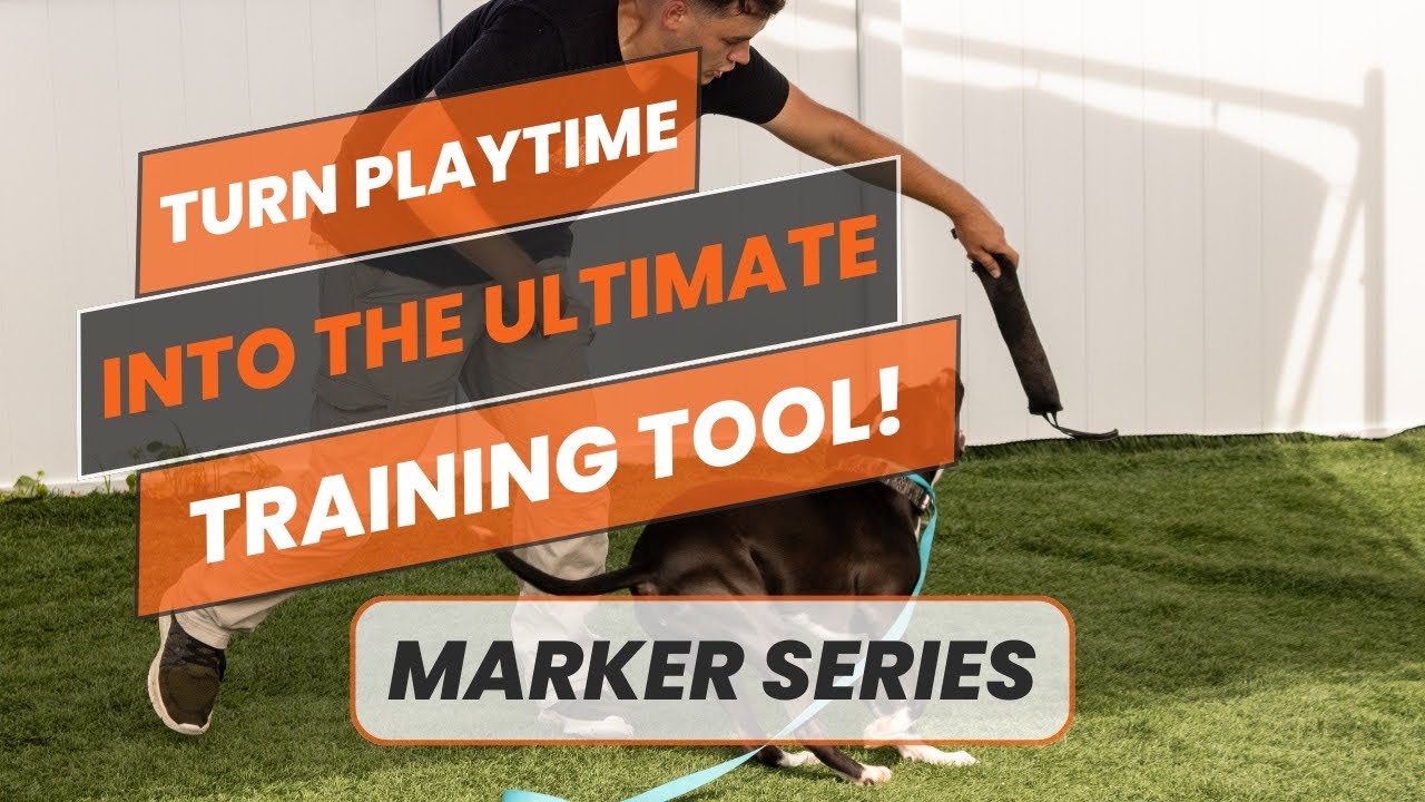 Toy Reward Marker Words in Dog Training | Build Drive, Engagement ...