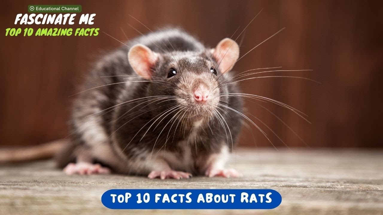 TOP 10 Most Interesting and Fascinating Facts about RATS - YouTube