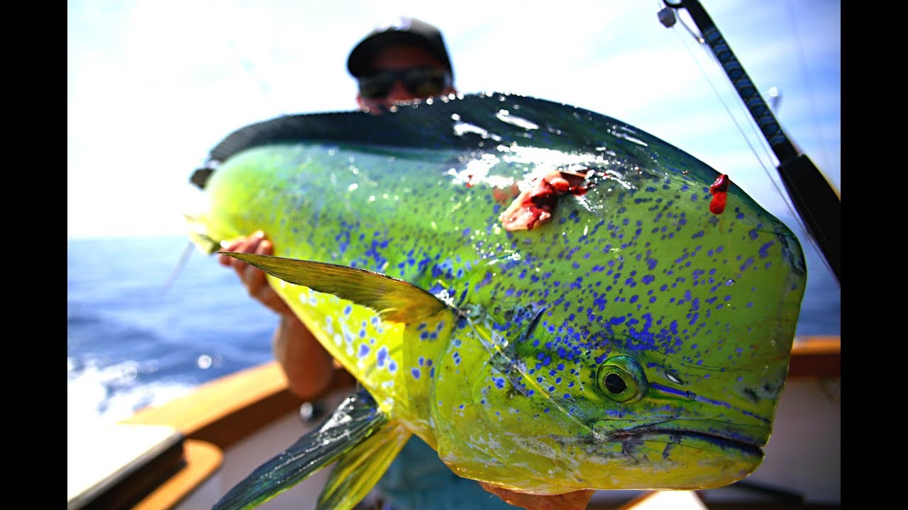 Matador Fishing Charter - YouTube