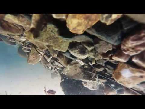 GoPro camera spends 8m30s underwater