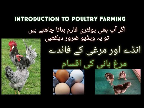 Introduction To Poultry Farming | Watch This Video Till End | Poultry ...