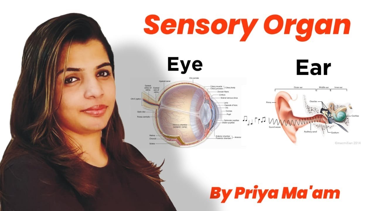 sensory organs | Biology Crash Course | general science for competitive ...