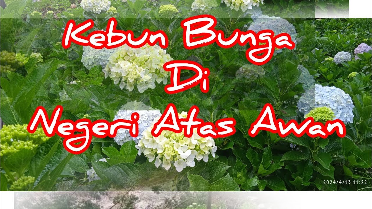 kebun bunga Hortensia di negeri atas awan (Dieng) - YouTube