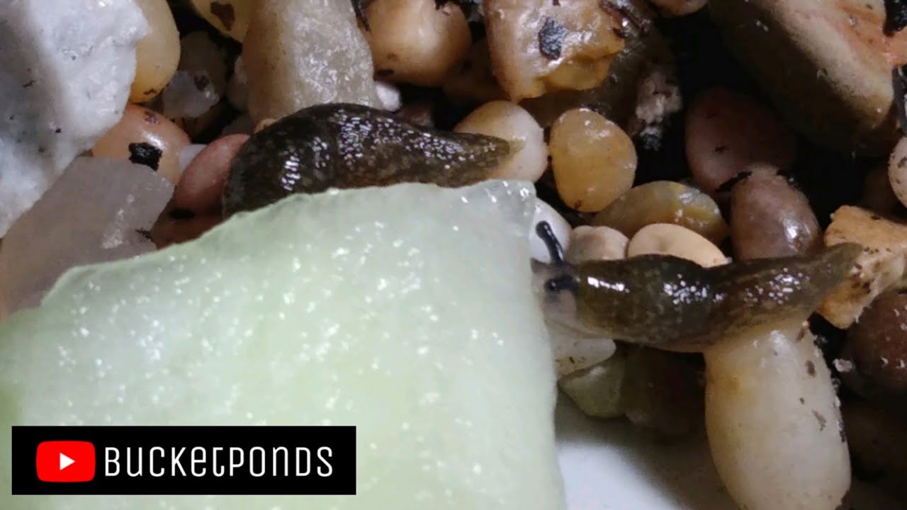 baby slugs waking up to eat 🥒 - YouTube
