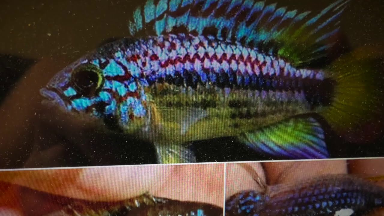 RARE NEW APISTOS!! - YouTube