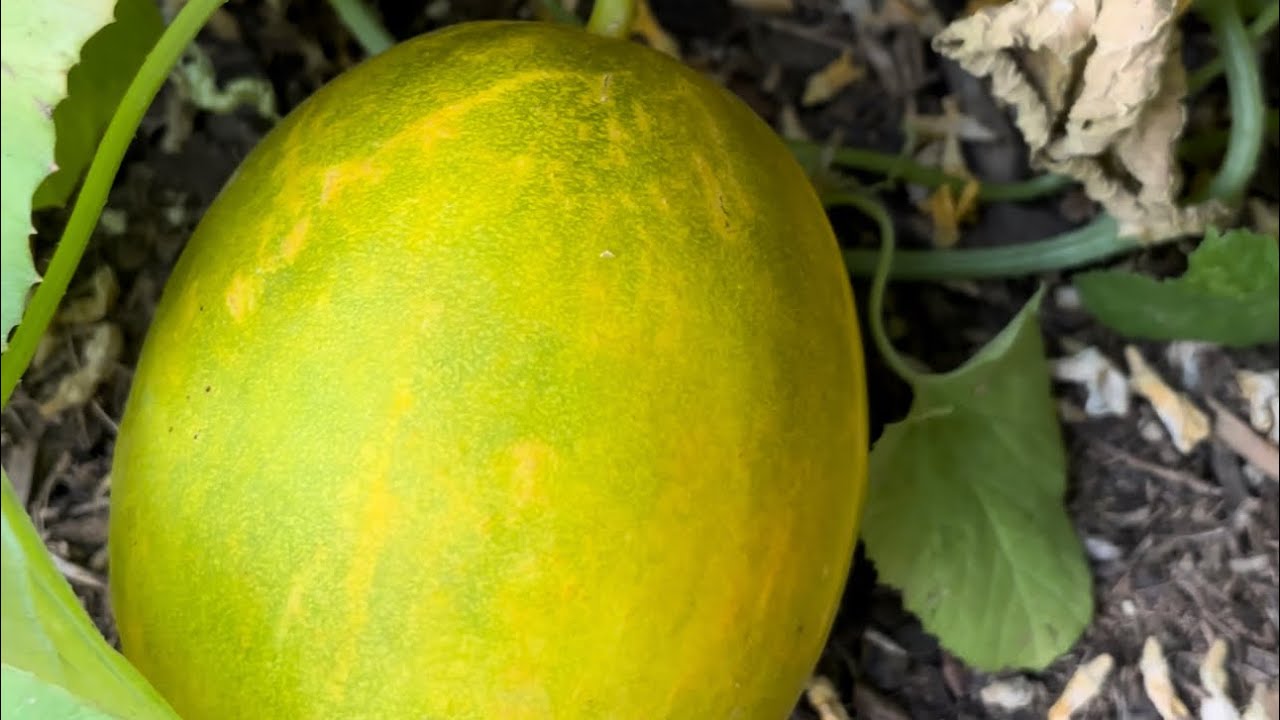 yellow cucumber#dosakaya#growing at home#usafarming#backyard - YouTube