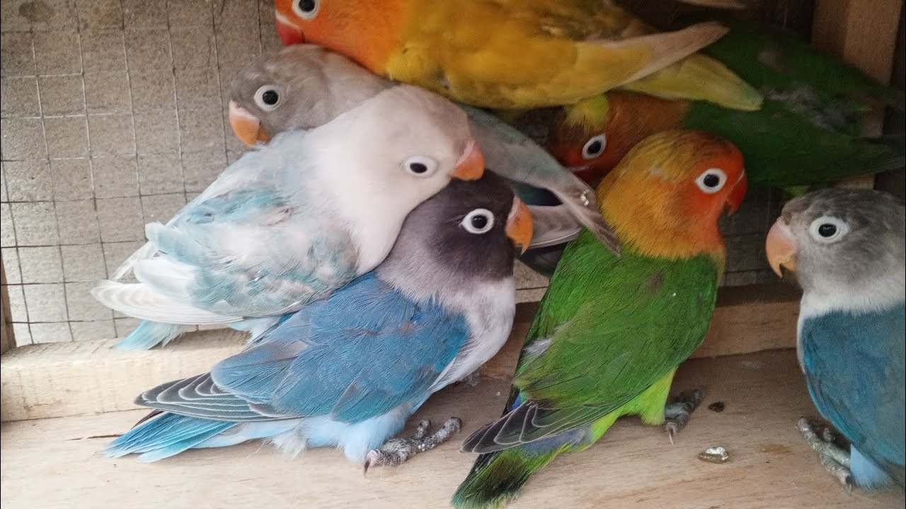 Blue Opaline x Pastel Blue breeding Result | Green Fisher x Blue ...