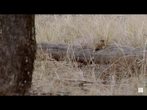 Tree Measurements Yellow-footed Antechinus - YouTube