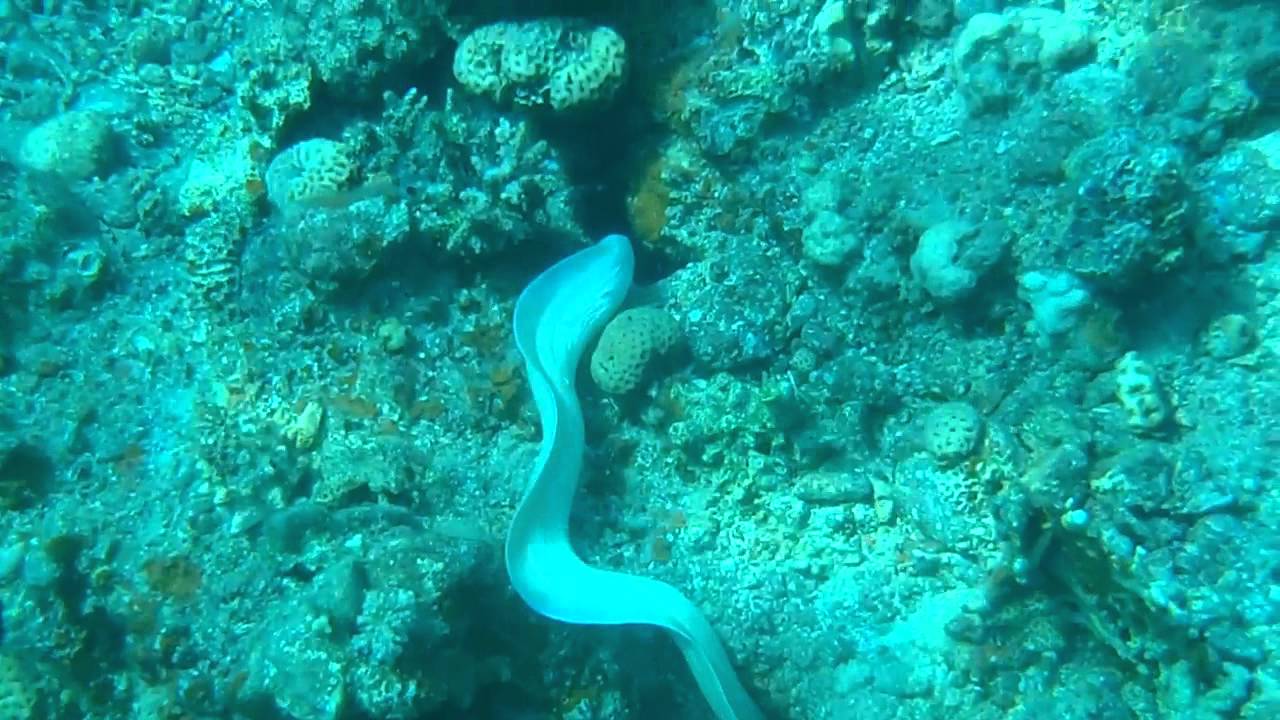 red sea white snake - YouTube