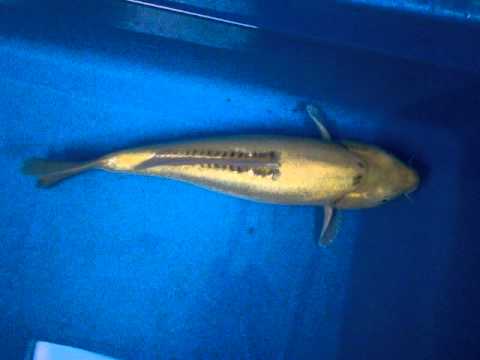 17" Midorigoi - YouTube