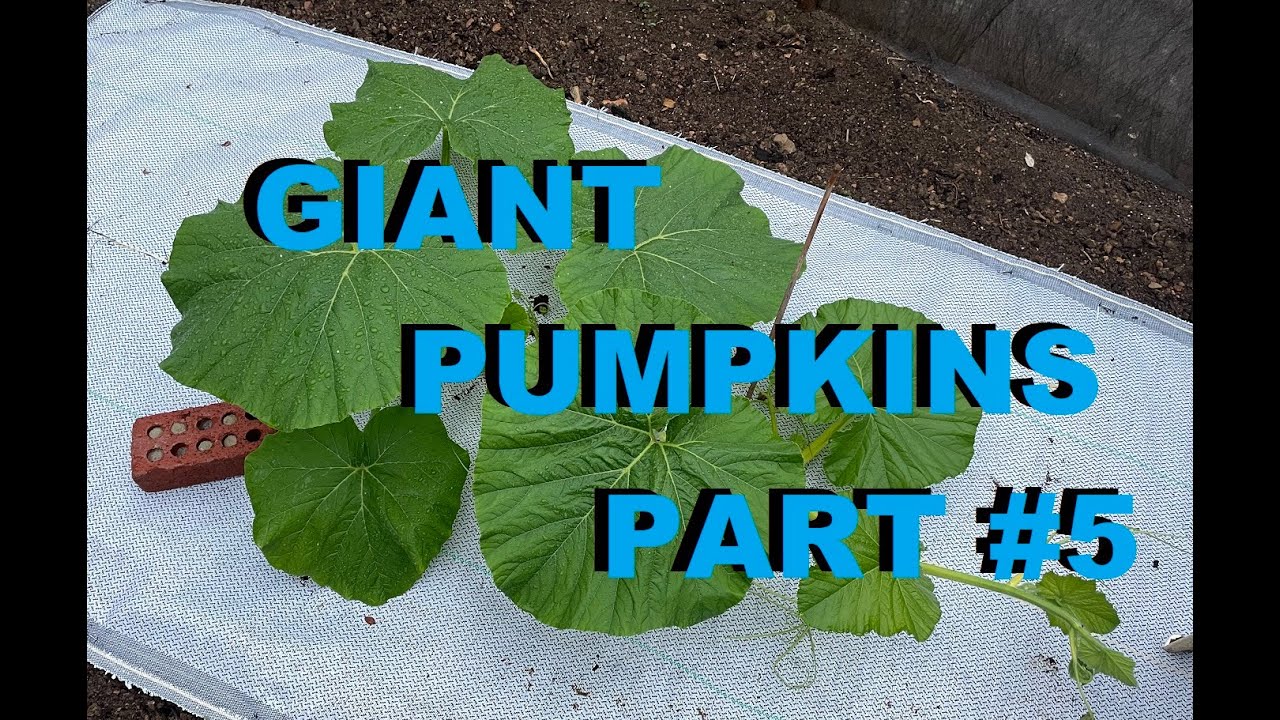 Doc's Giant Pumpkin Growing Part #5 - YouTube