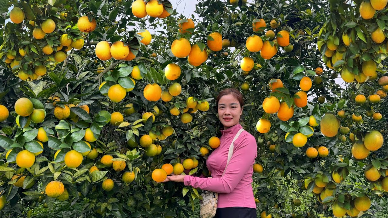 Harvesting red-fleshed ruby oranges to sell at the market - cooking - taking care of pets |Anh ...
