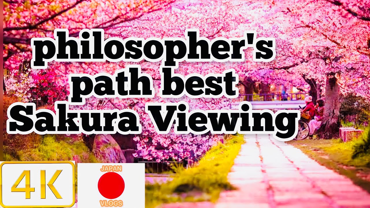 philosophers path japan 桜の中・拡張哲学の道 best sakura 4K Viewing kyoto japan ...
