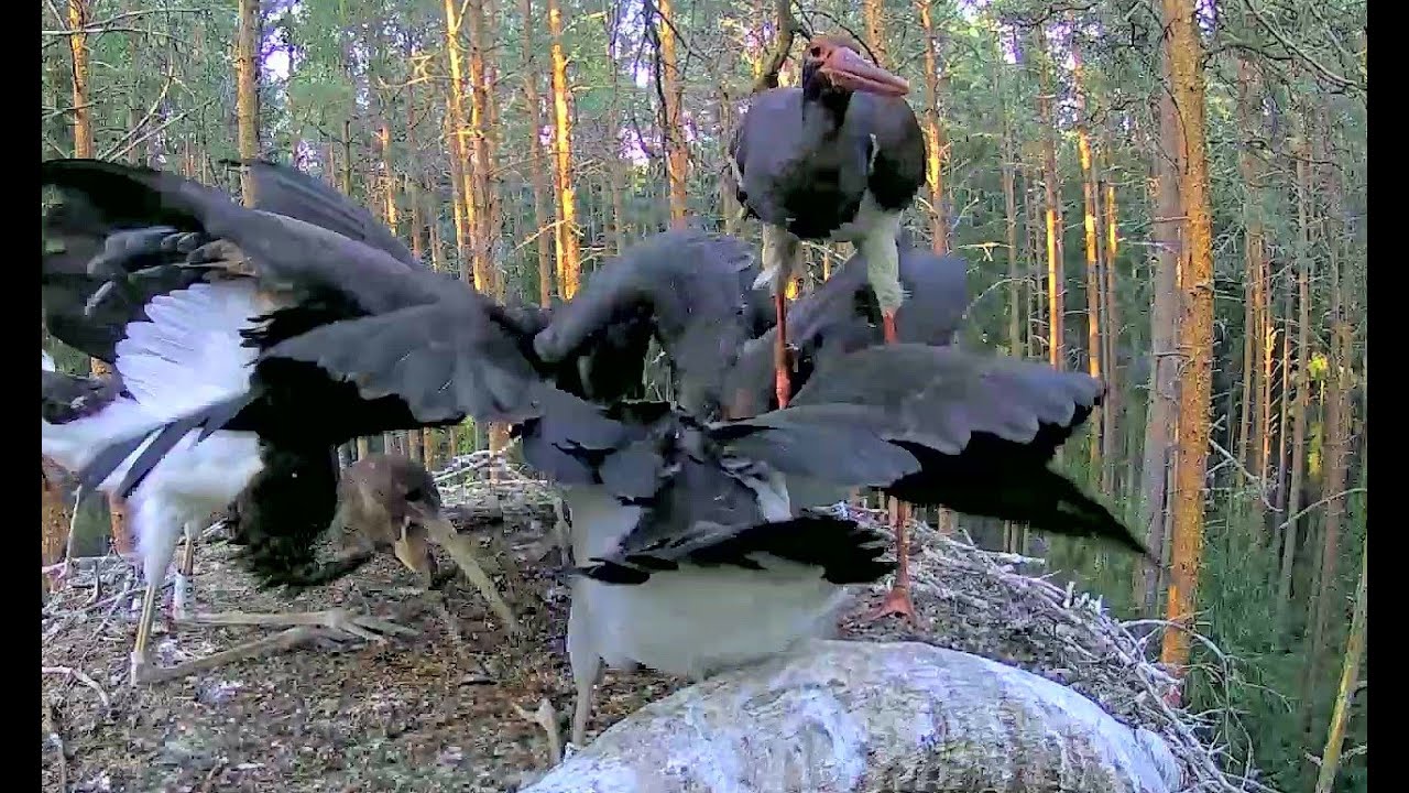 Must-toonekurg::Ciconia nigra 16.8. (18.50) Karl feeding - YouTube