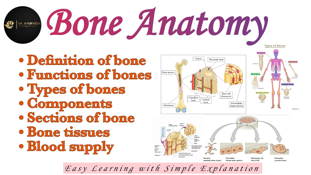Bone | Anatomy | Bone cells | Components | Types | Functions | Blood ...