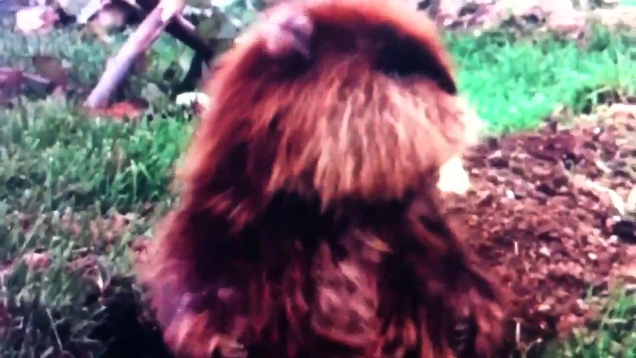 Caddyshack gopher - YouTube