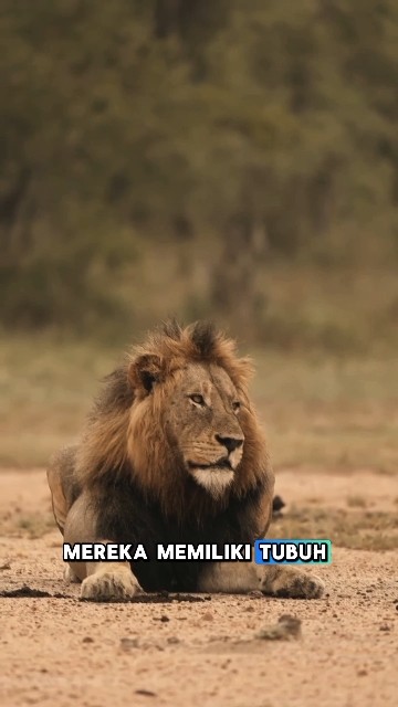 3 Jenis Spesies Singa di Dunia #hewan - YouTube