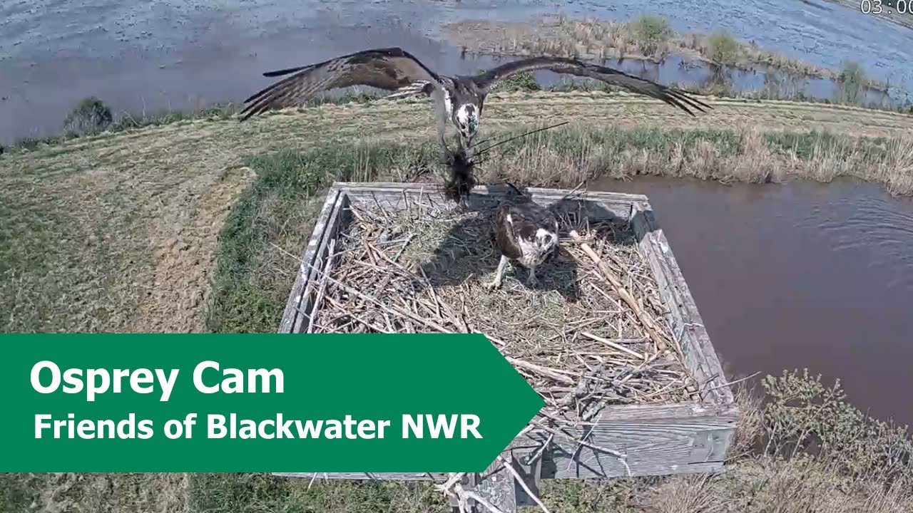 Ospreys Build Nest on Osprey Cam | 4.23.24 - YouTube