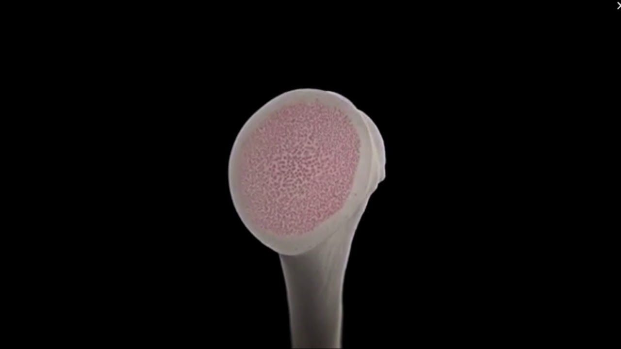 DJO reverse clip - YouTube