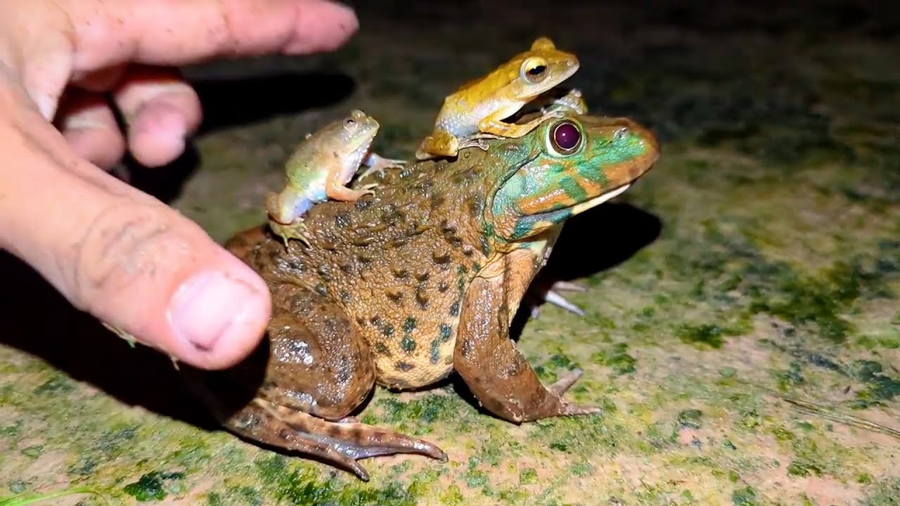 Catch frogs jumping for fun | Catching bull frogs funny | catch a frog ...